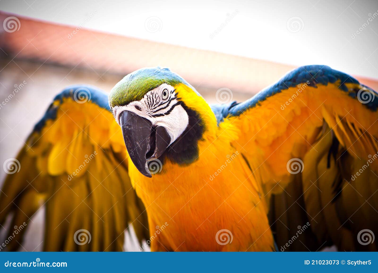 Scarlet Macaw on Perch. Hello Parrot. Stock Image - Image of bird, wing ...