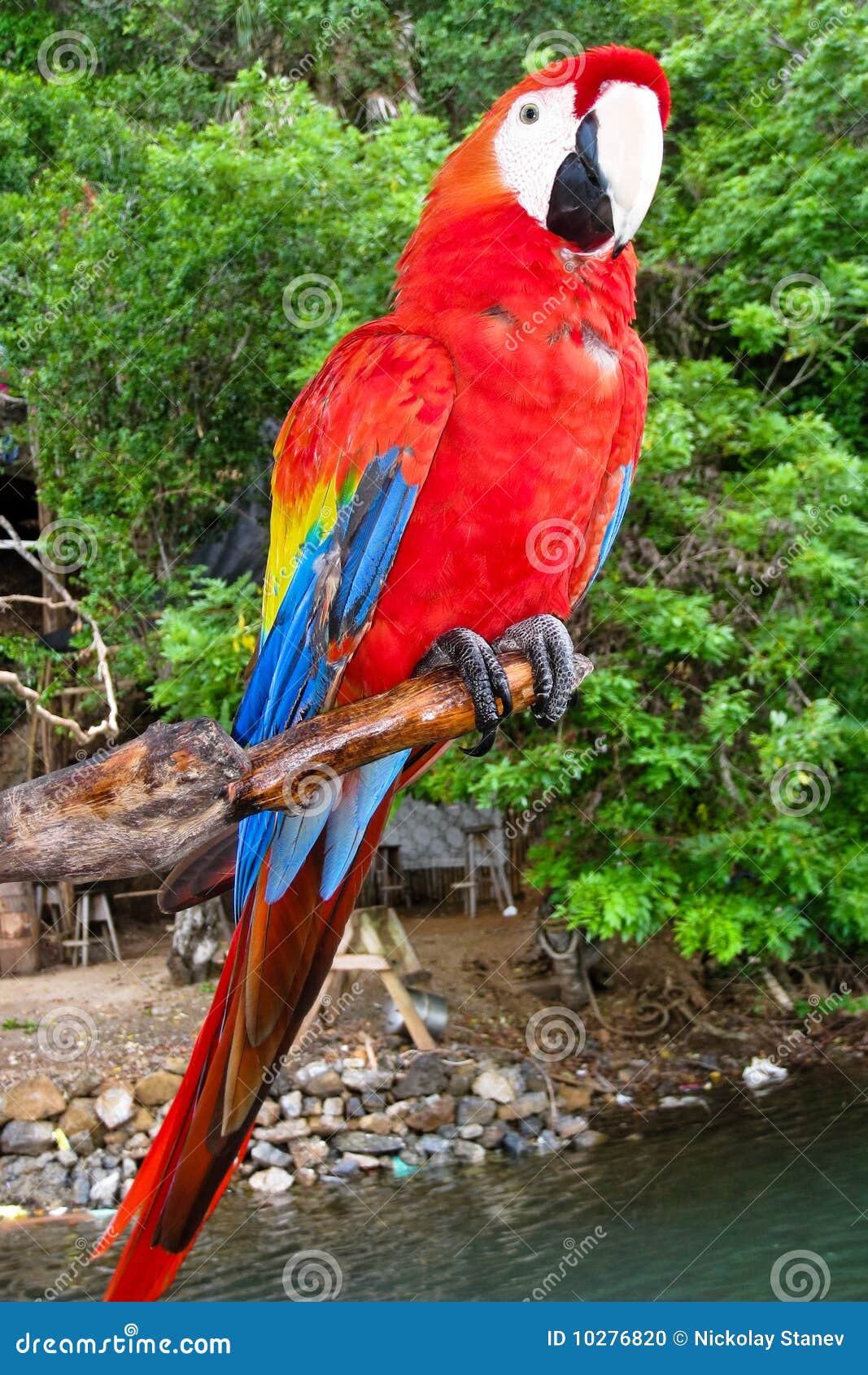 White Scarlet Macaw Price