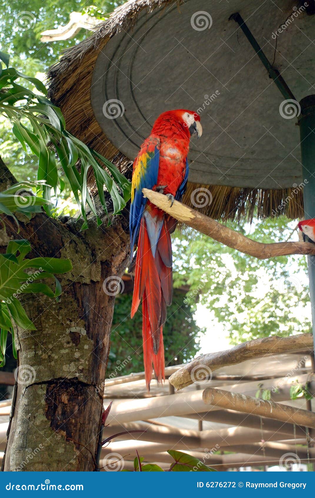 Scarlet Macaw Perched on Limb Stock Photo - Image of yellow, blue: 6276272