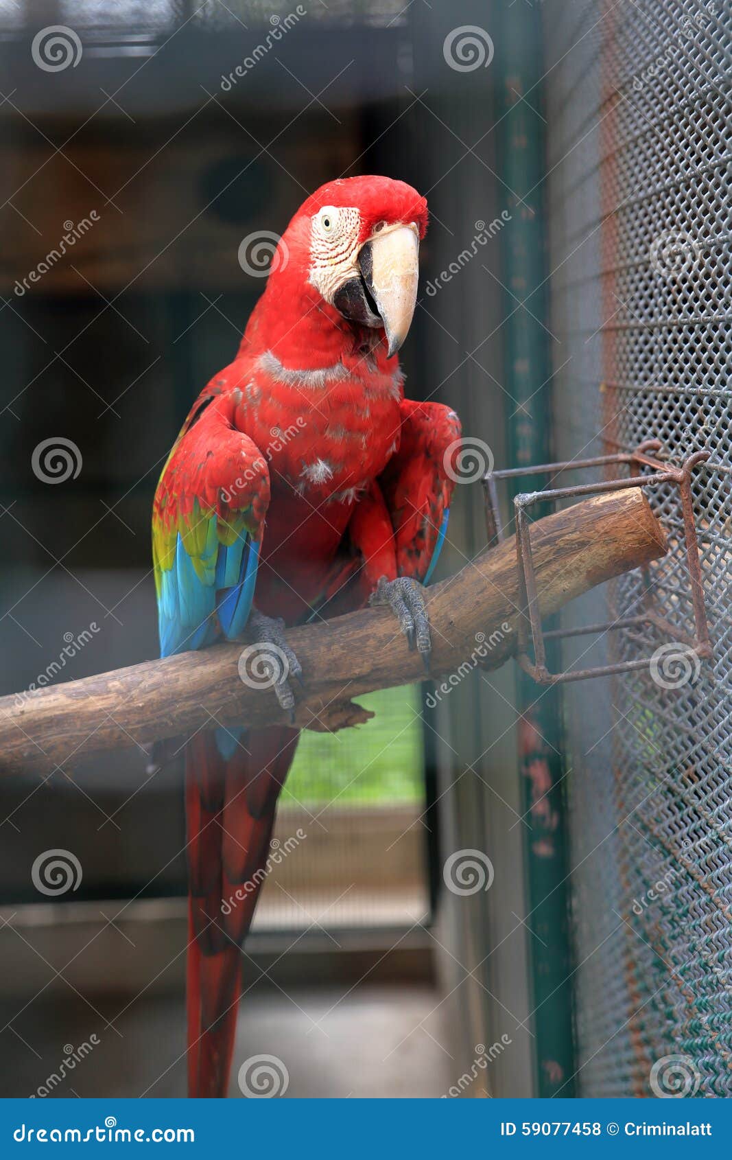 Scarlet macaw perching stock photo. Image of green, nature - 59077458
