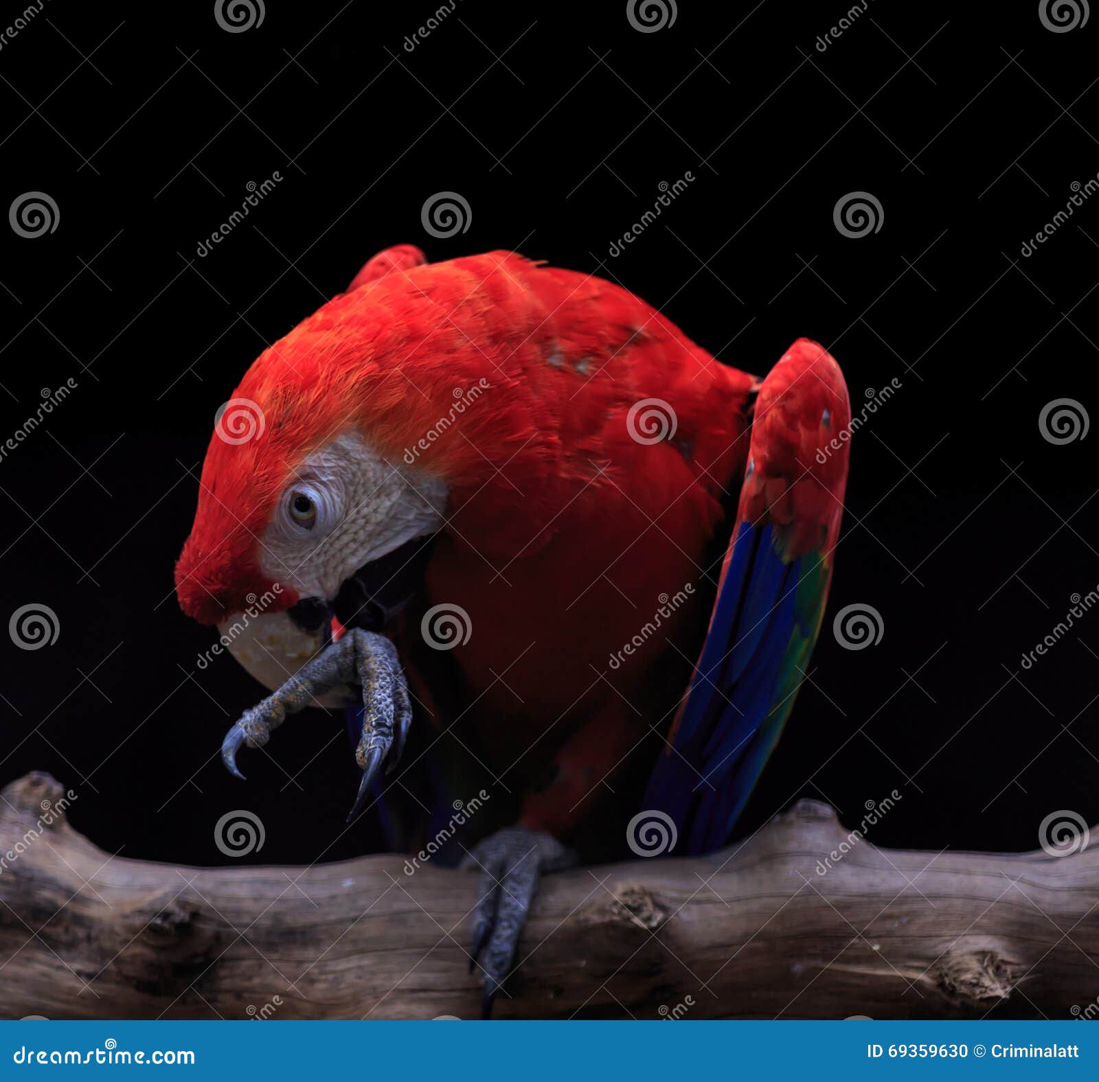 Scarlet macaw perching stock photo. Image of feather - 69359630