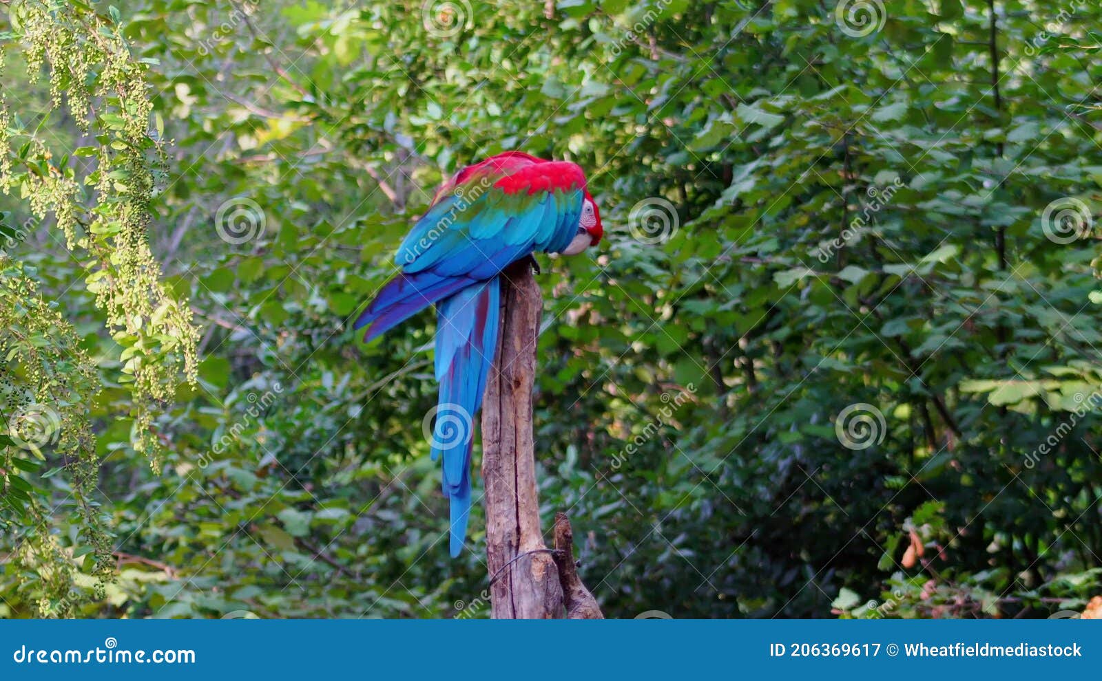 A Scarlet Macaw Playing on the Branch Stock Video - Video of scarlet ...