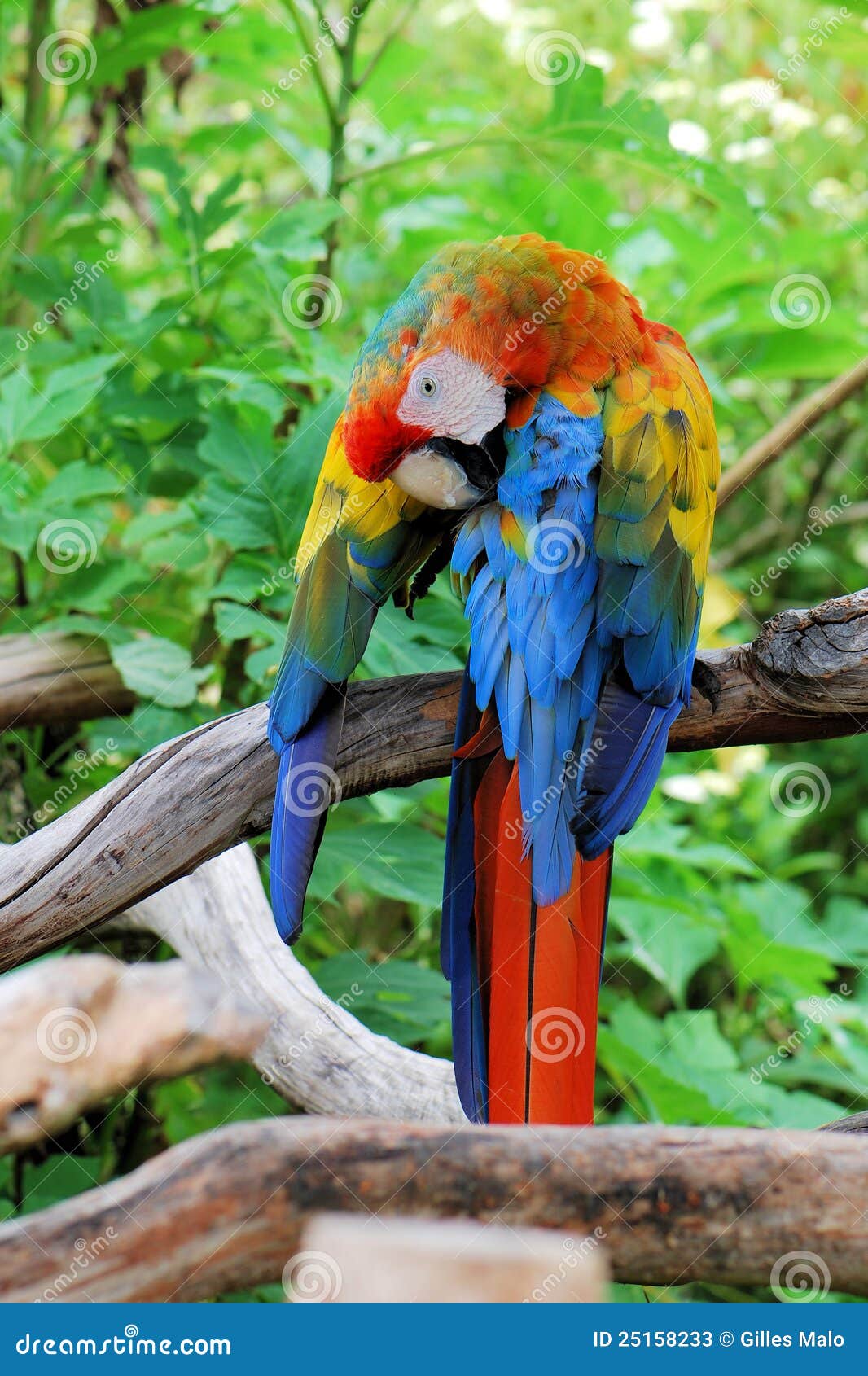 Scarlet macaw preening stock image. Image of florida - 25158233