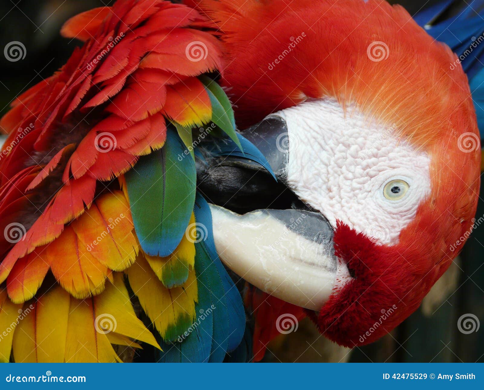 Scarlet Macaw In The Jungle Of Ecuador With Tropical Rainforest In The ...