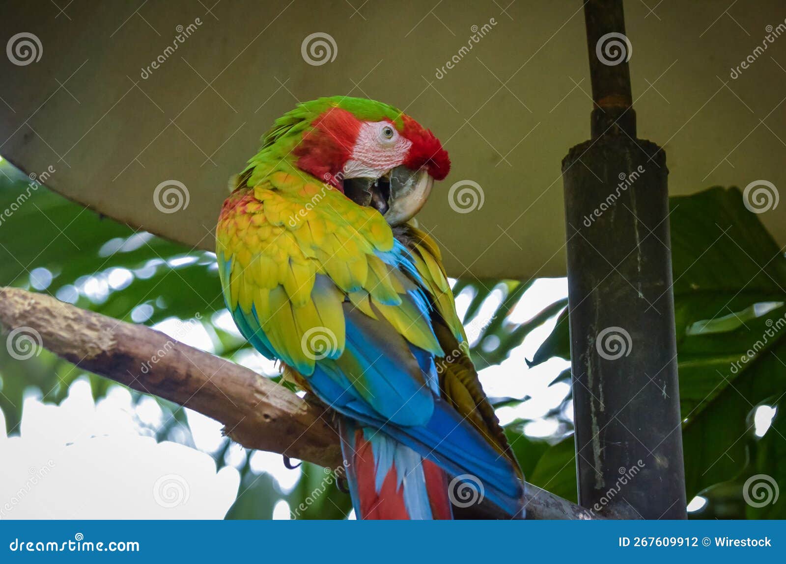 Scarlet Macaw Preening Perched on a Branch Stock Photo - Image of ...