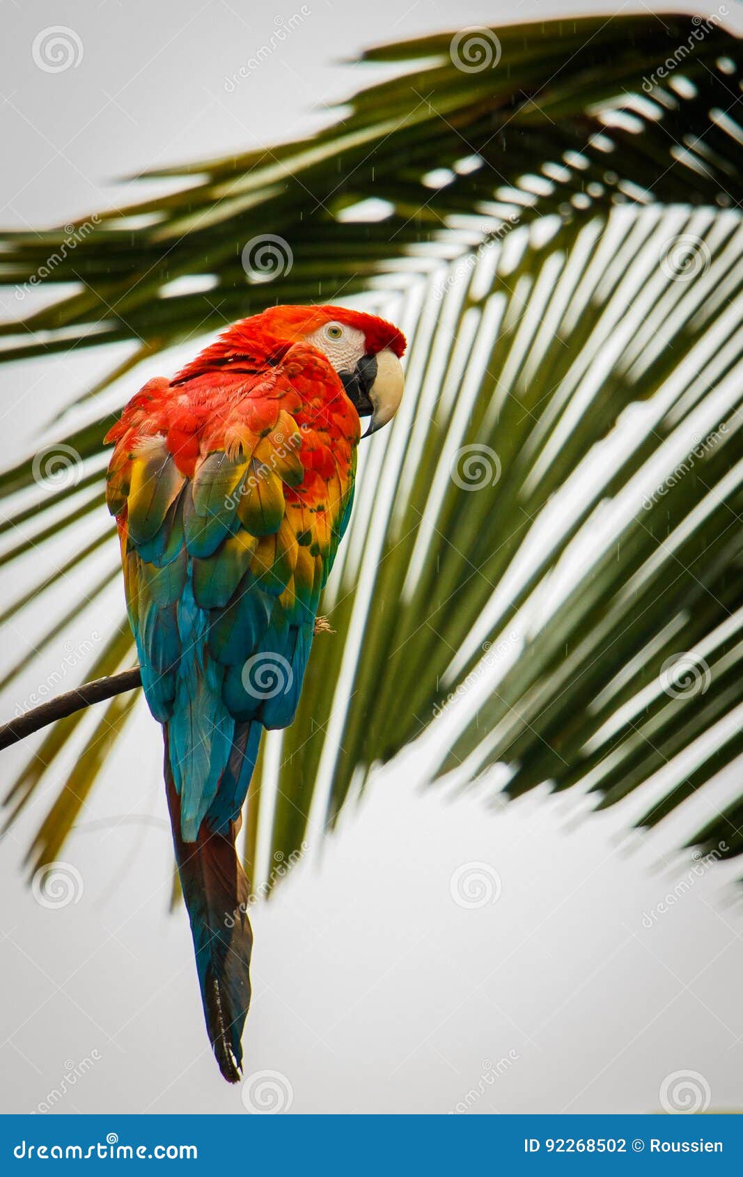 Scarlet Macaw in the Rainforest in Ecuador Stock Photo - Image of ...