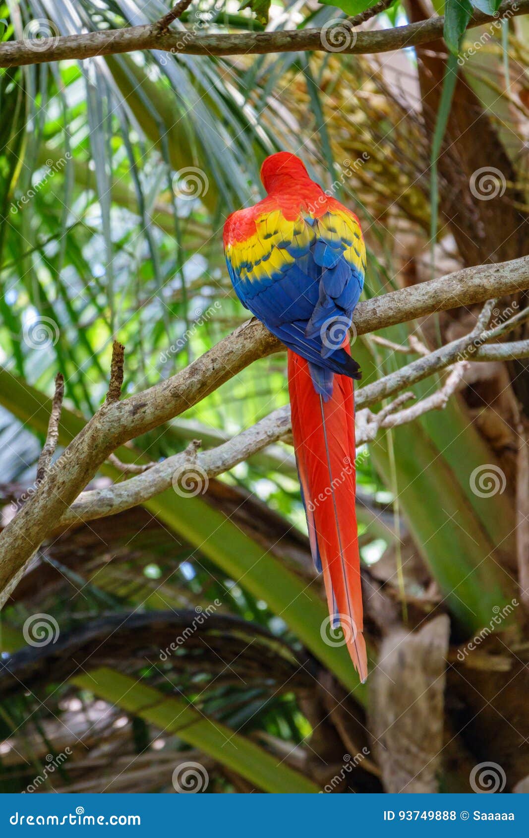 The Scarlet Macaw Rear View Over Branch Stock Photo - Image of animal ...
