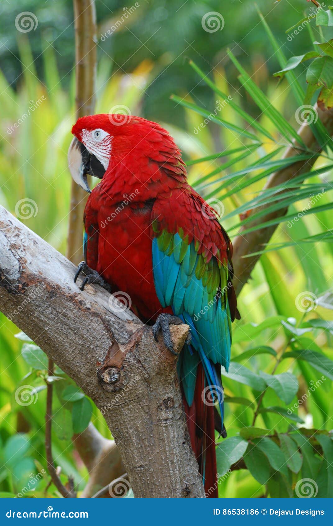 Scarlet Macaw Sitting on a Tree Branch Stock Photo - Image of macaws ...