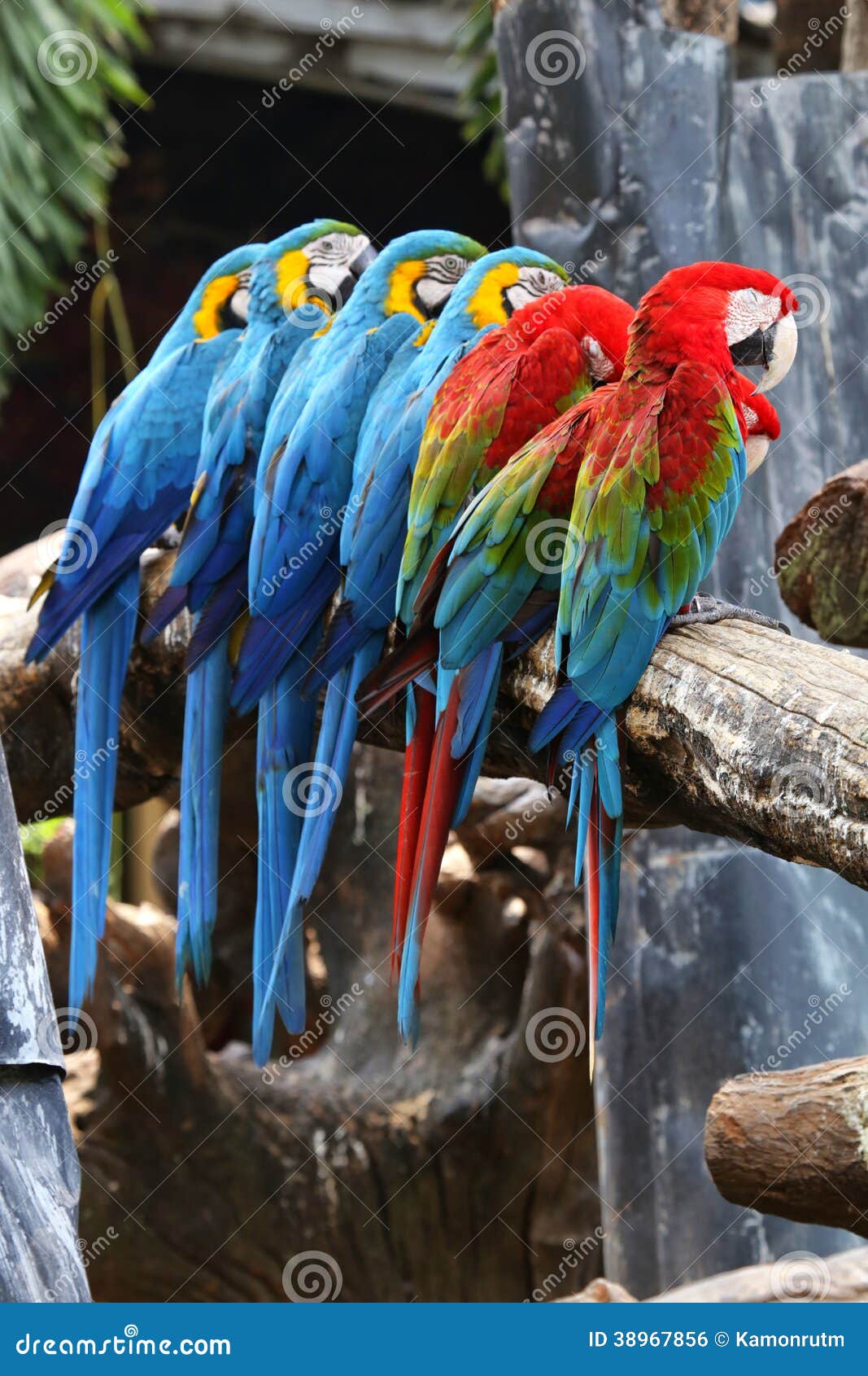 Scarlet Macaw on timber stock photo. Image of america - 38967856