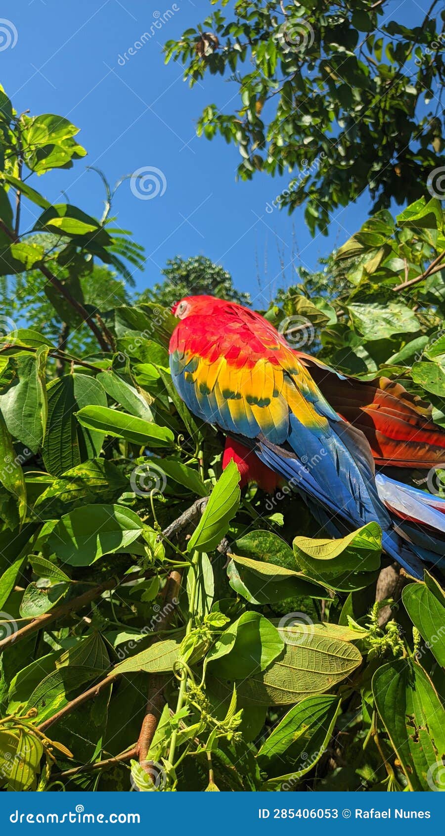 Beautiful Scarlet Macaw in a Tree Stock Image - Image of beautiful ...