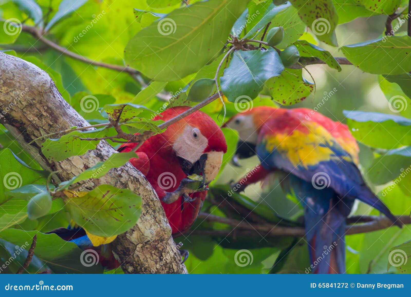 Scarlet Macaw stock photo. Image of black, belly, amazon - 65841272