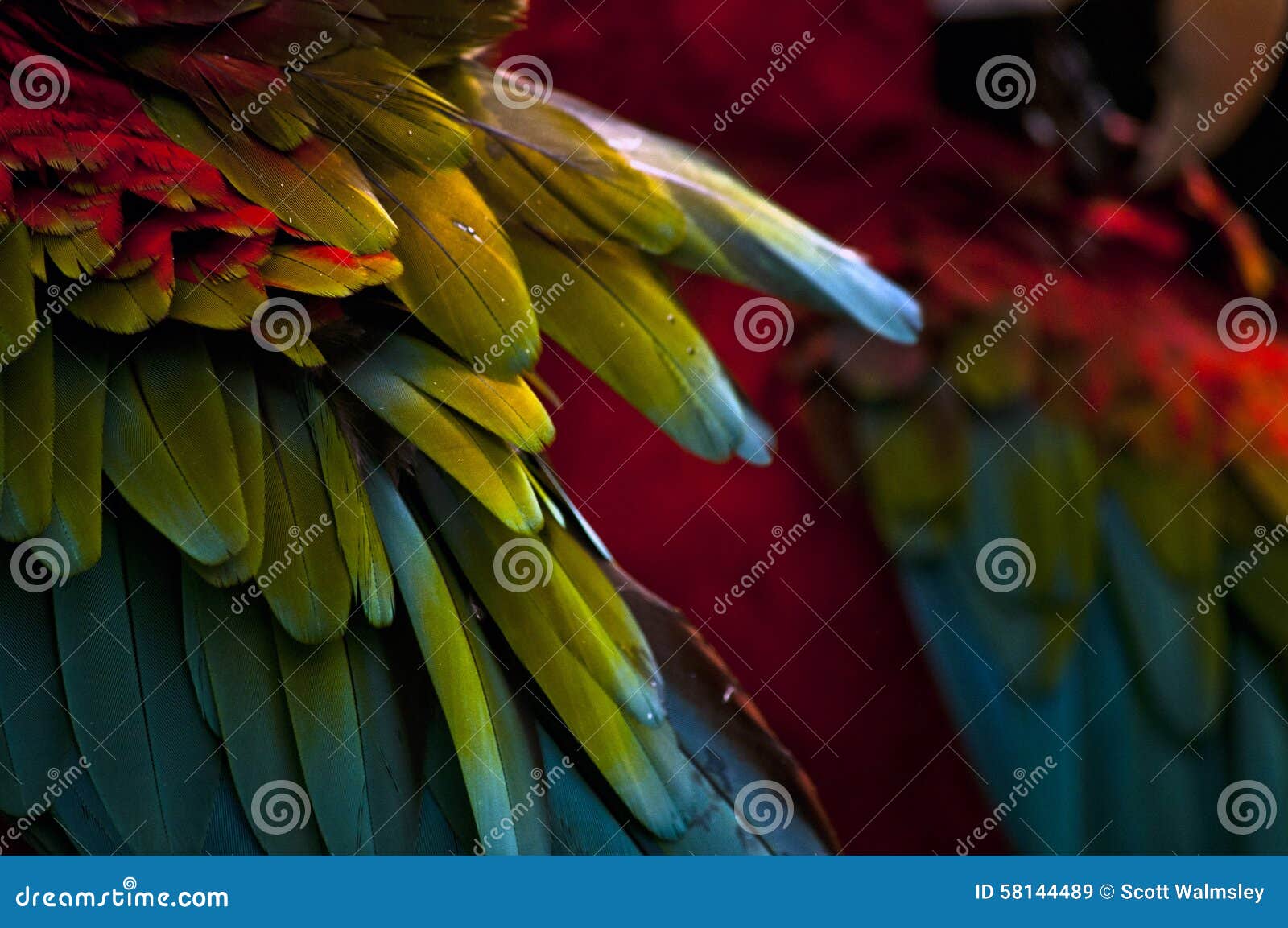Scarlet Macaw Wing Tips stock image. Image of beauty - 58144489