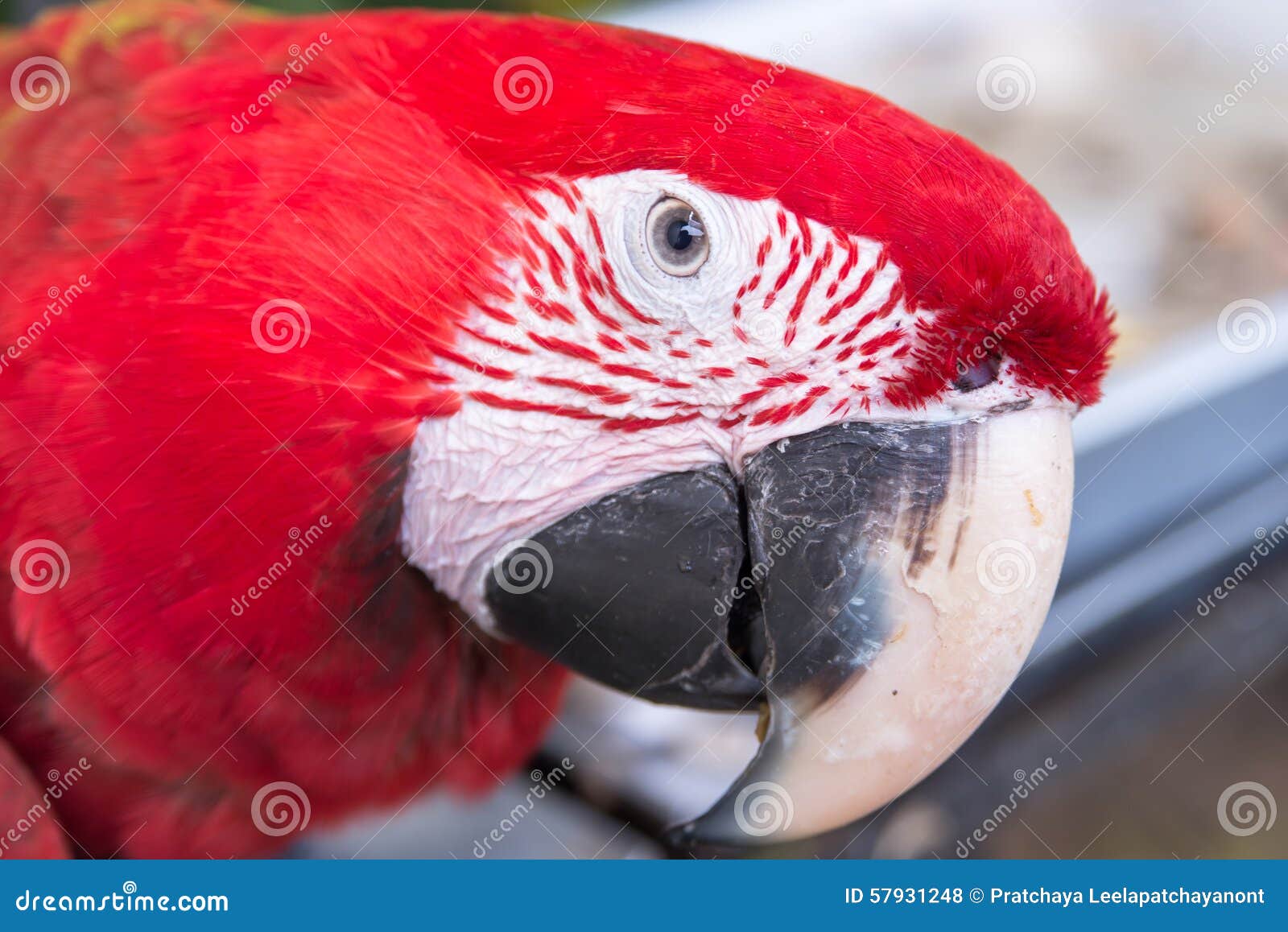 Scarlet macaws stock photo. Image of macao, face, beak - 57931248