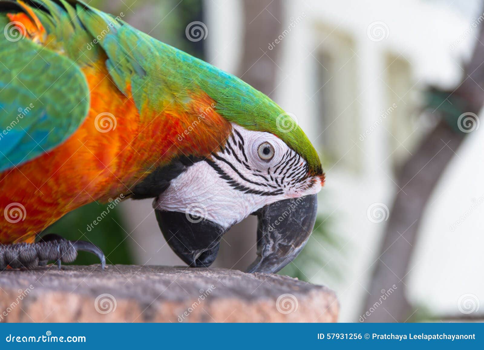 Scarlet macaws stock photo. Image of feather, green, jungle - 57931256