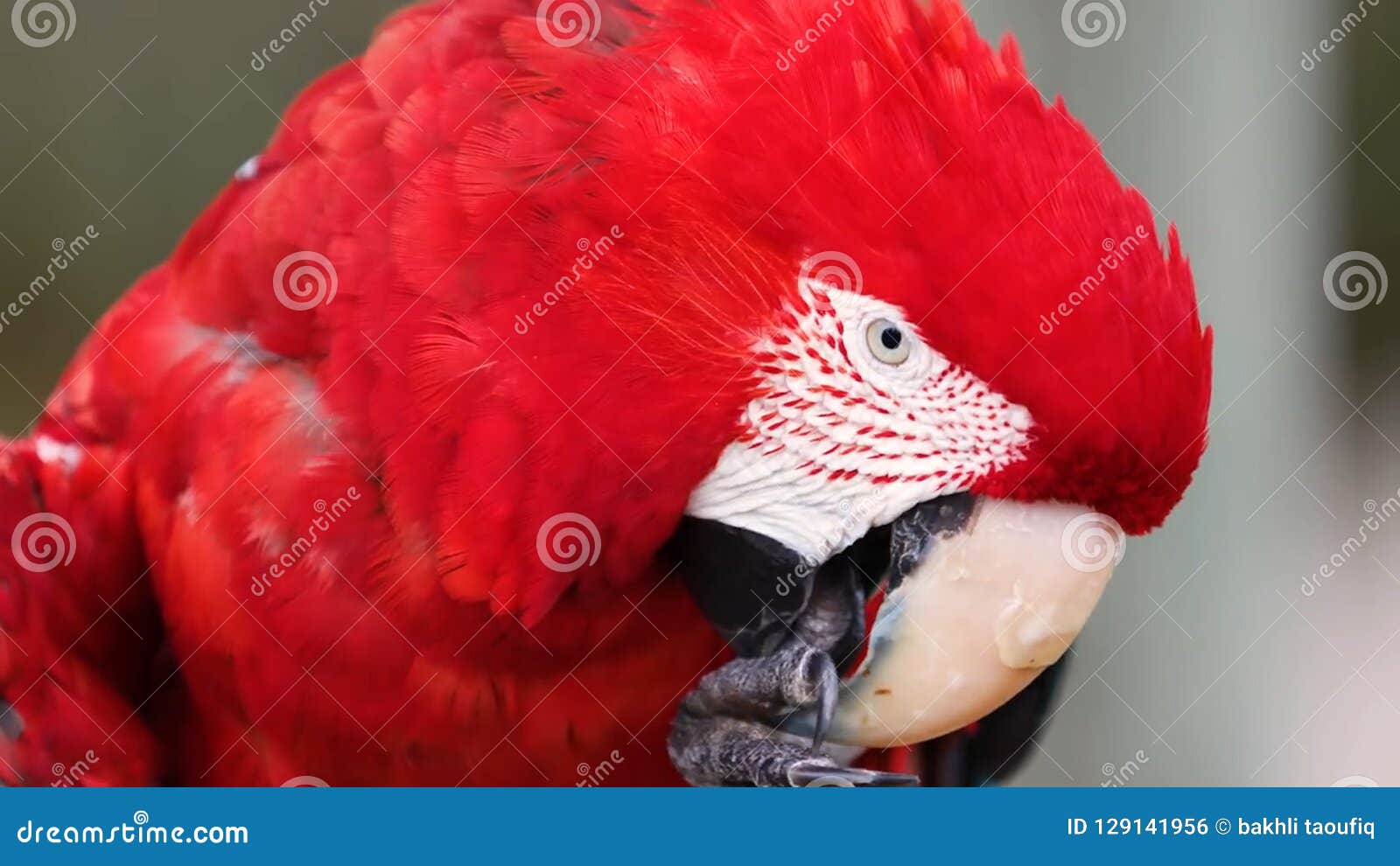 Scarlet Macaws . Colored in Red Stock Photo - Image of endangered ...