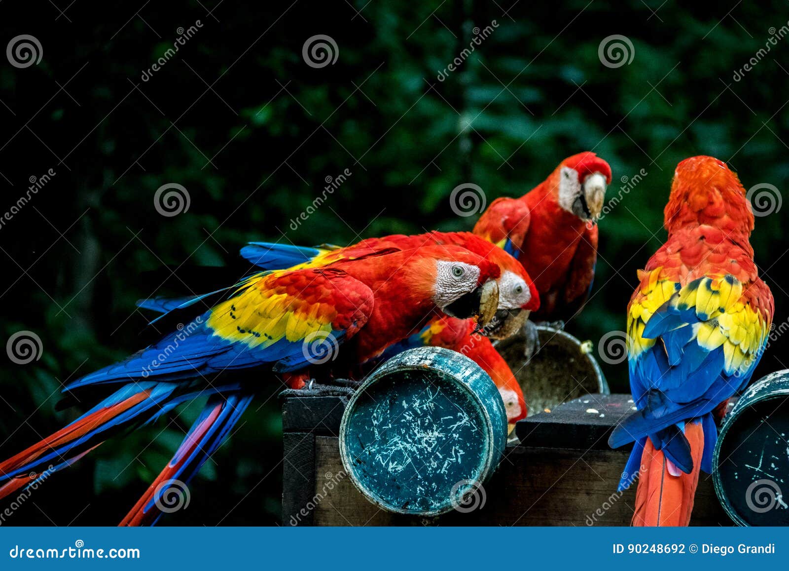 Scarlet Macaws Eating - Copan, Honduras Stock Photo - Image of parrot ...