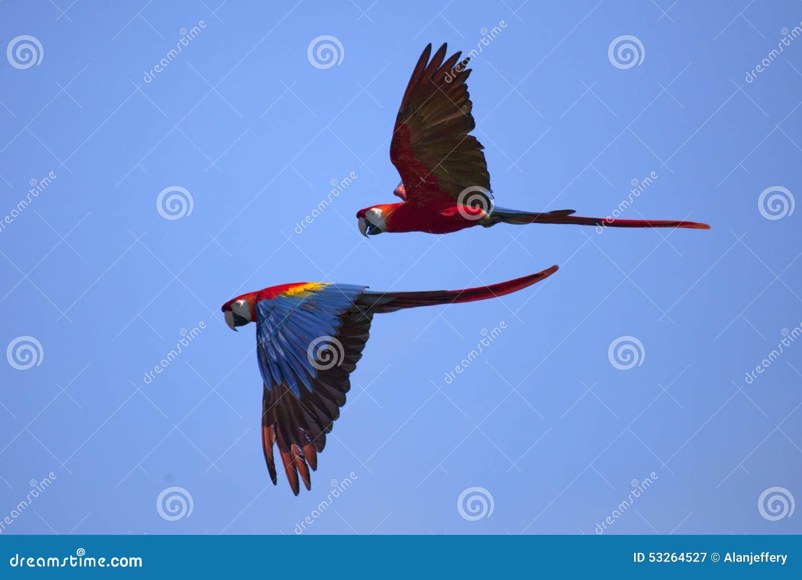 Scarlet Macaws in Flight stock image. Image of flying - 53264527