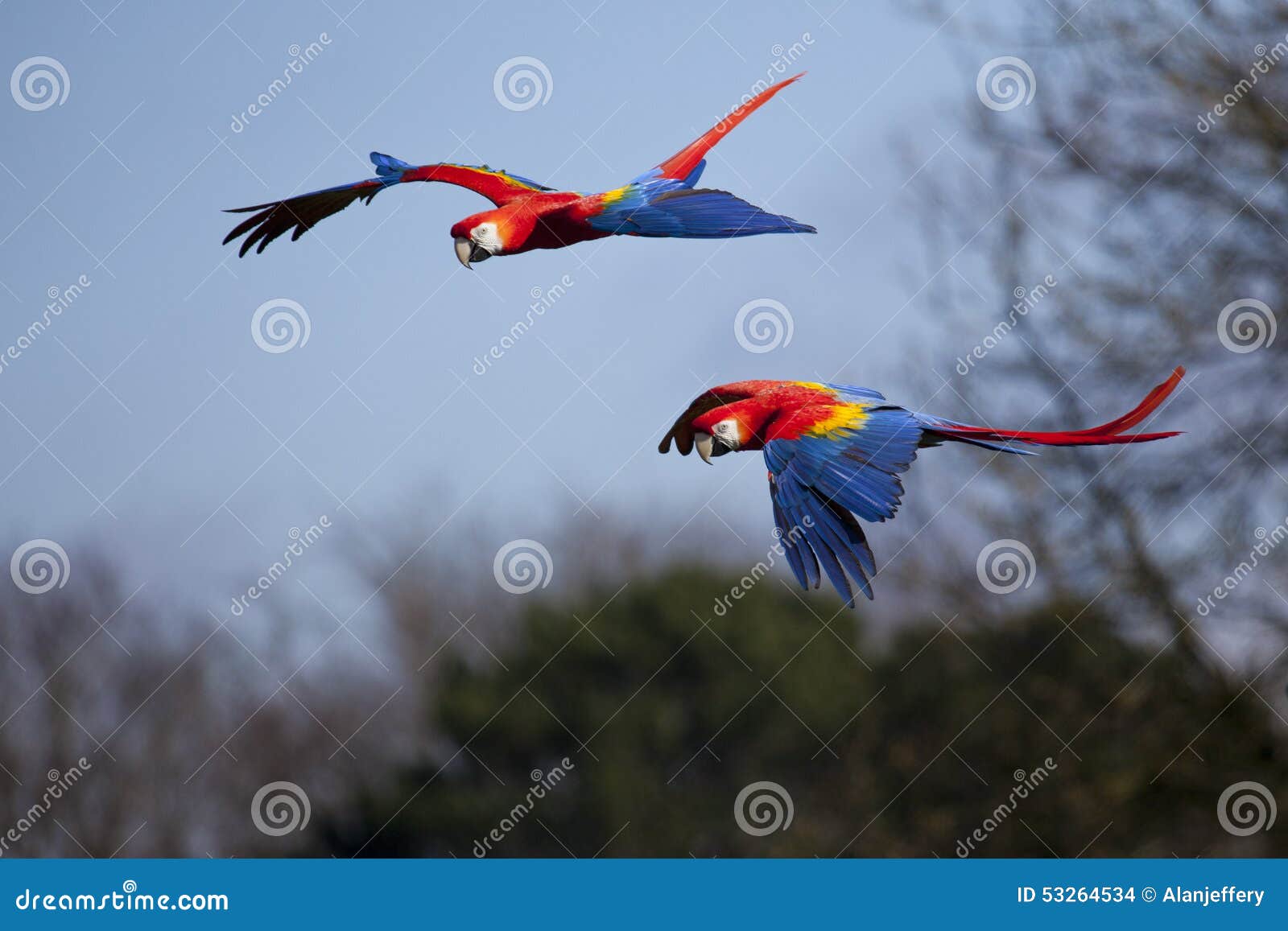 Scarlet Macaws in Flight stock photo. Image of animal - 53264534