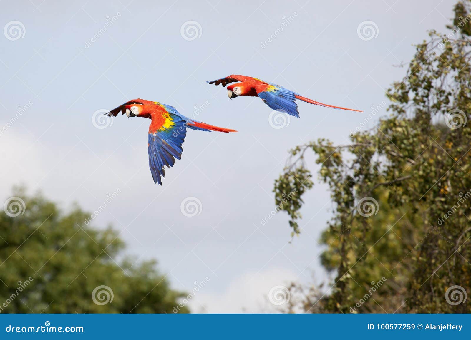Scarlet Macaws in Flight stock image. Image of animal - 100577259