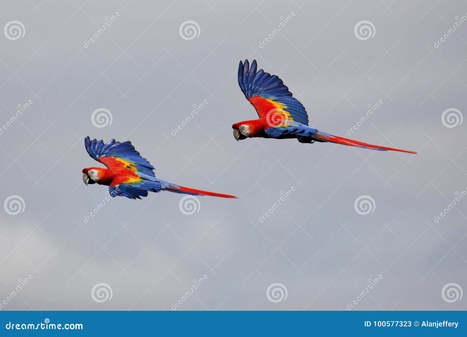 Scarlet Macaws in Flight stock image. Image of fauna - 100577323