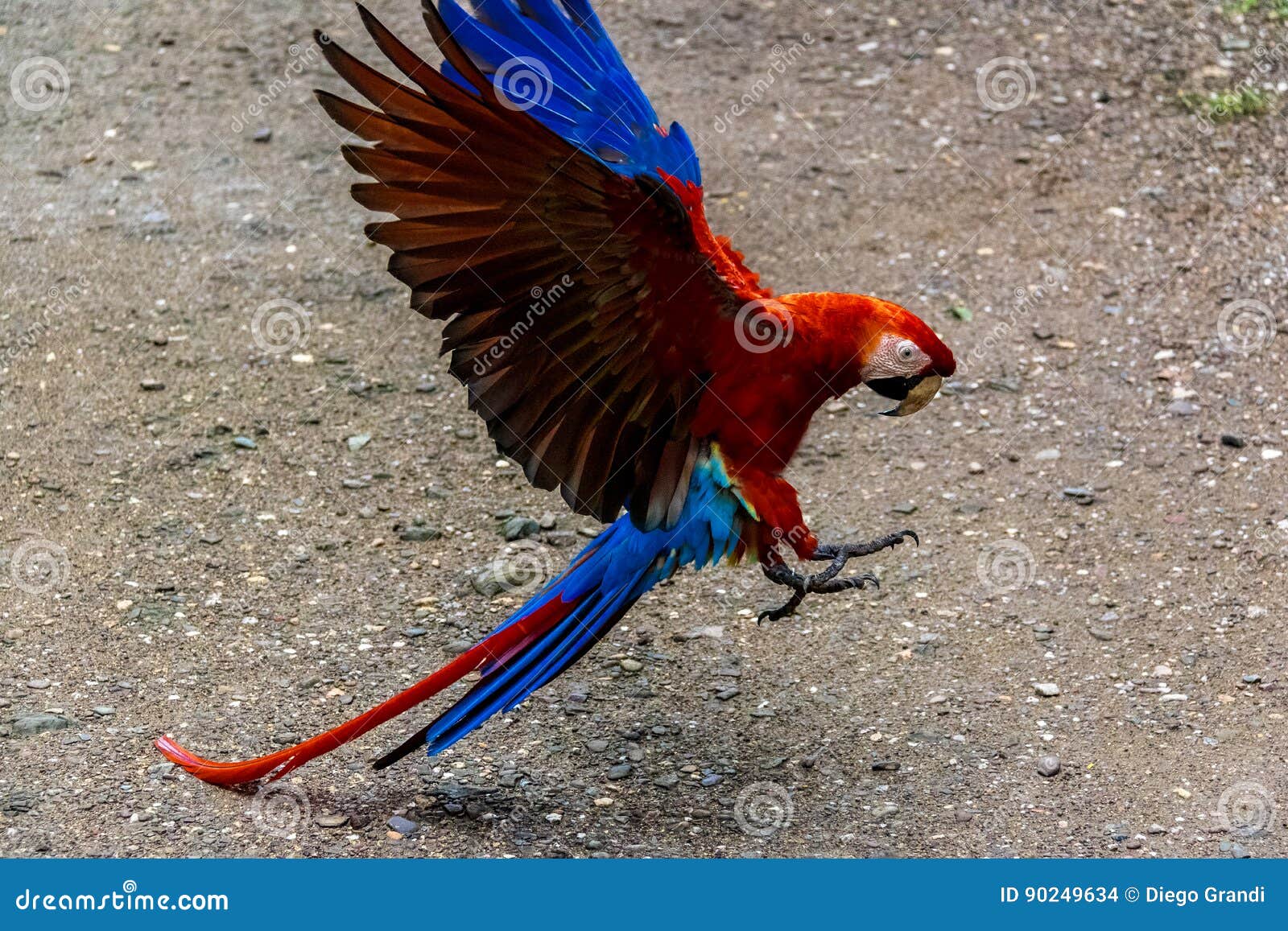 Scarlet Macaws Landing - Copan, Honduras Stock Photo - Image of closeup ...