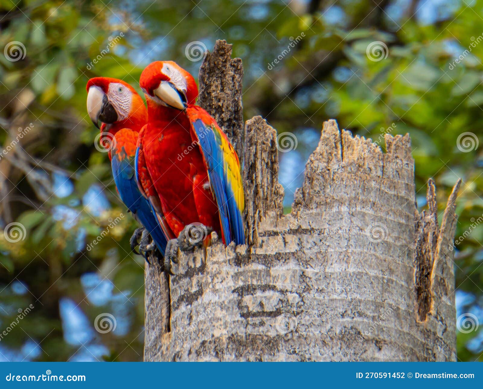 Scarlet Macaws in Their Nest Stock Photo - Image of costa, macaws ...