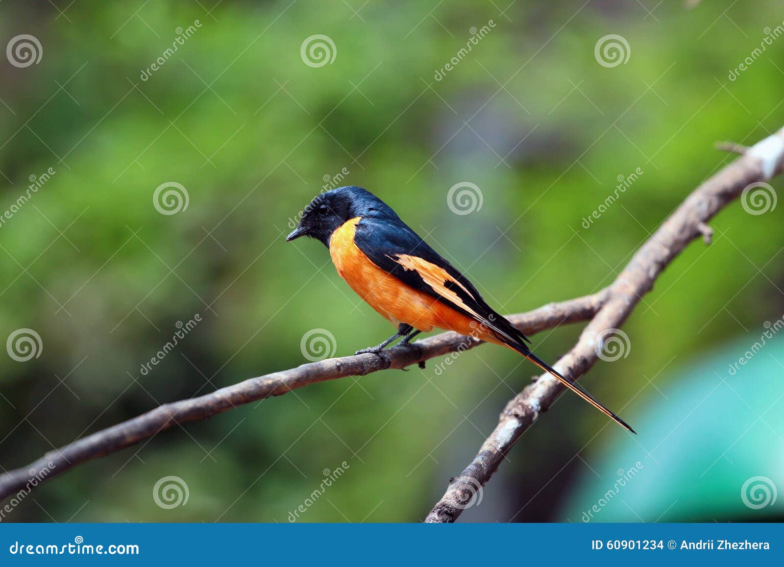 Scarlet Minivet (Pericrocotus Speciosus) Stock Photo - Image of perched ...