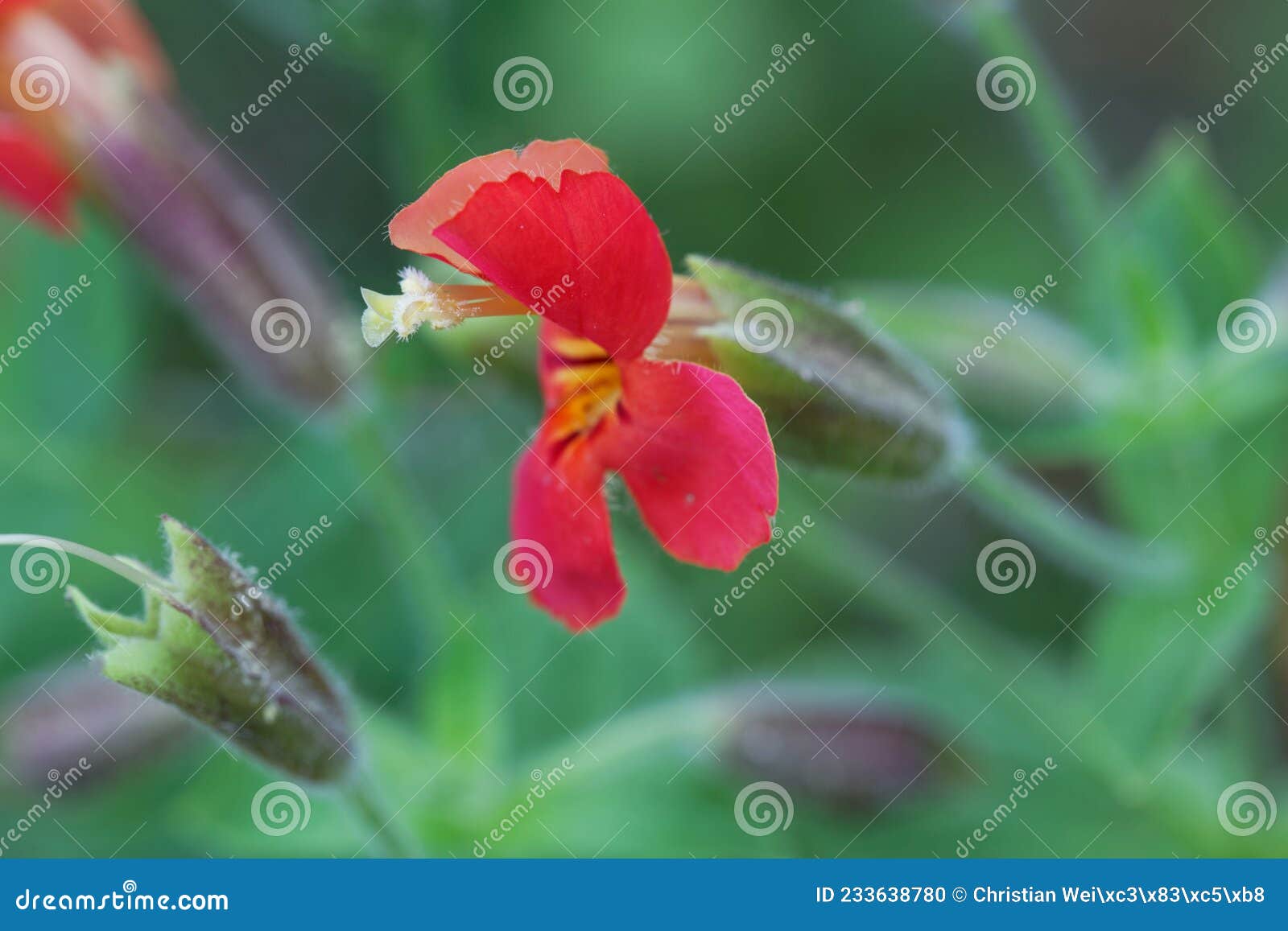Scarlet Monkeyflower, Erythranthe Cardinalis Stock Photo - Image of ...