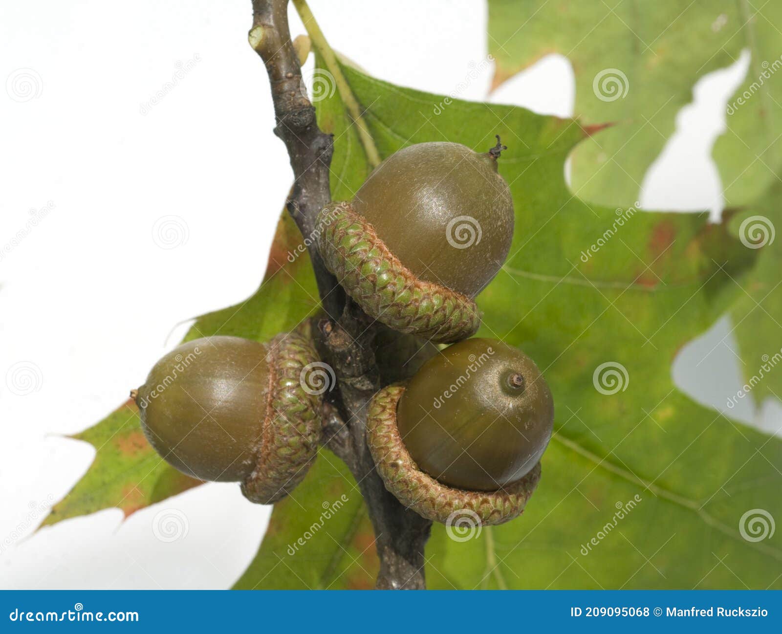 Scarlet Oak Quercus Coccinea Stock Photo - Image of tree, holy: 209095068