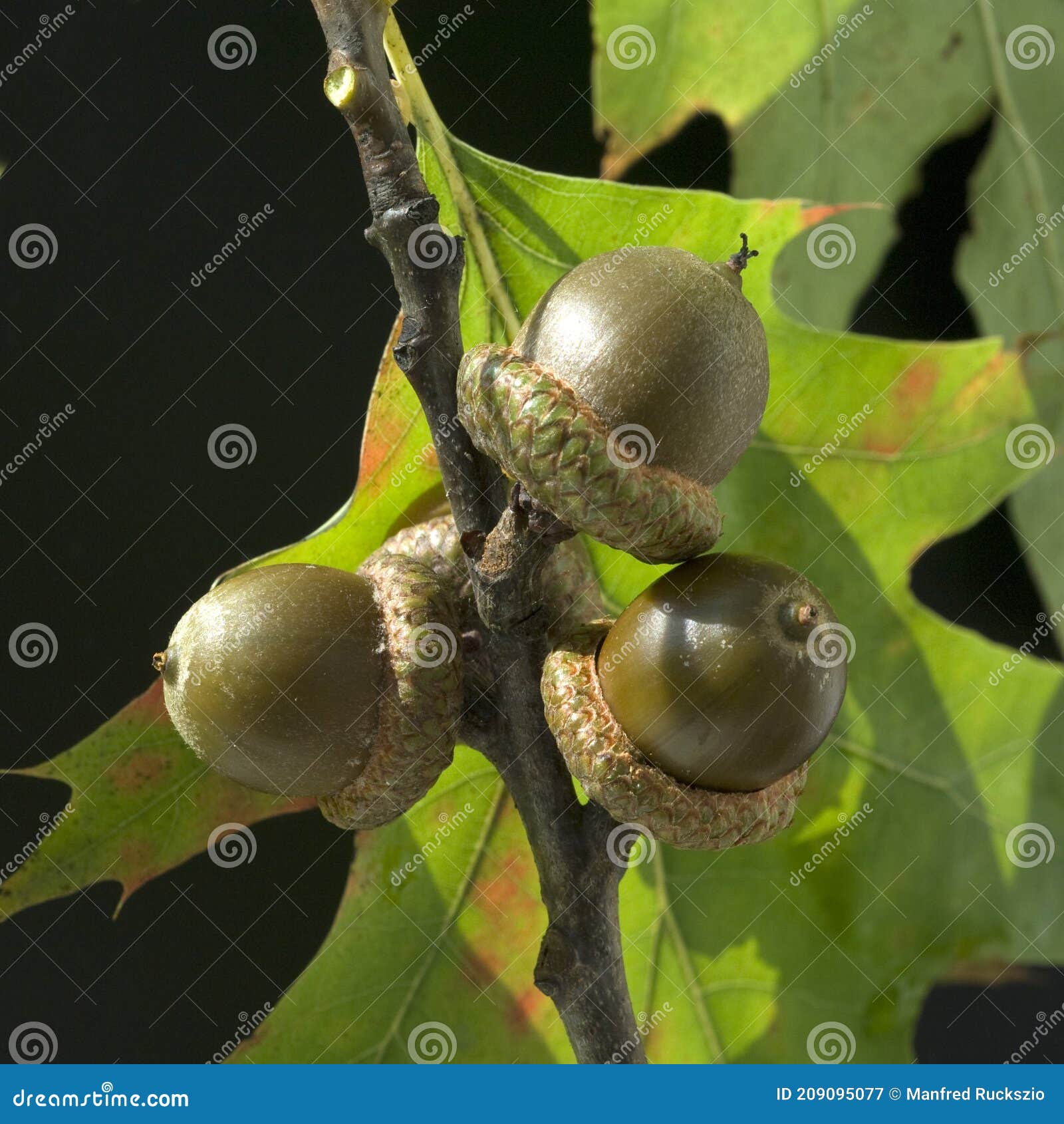 Scarlet Oak Quercus Coccinea Stock Image - Image of holy, power: 209095077