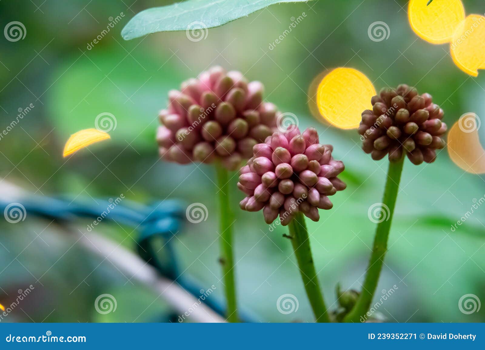 Scarlet Powder-Puff Tree Flower Bud Cluster Stock Image - Image of ...