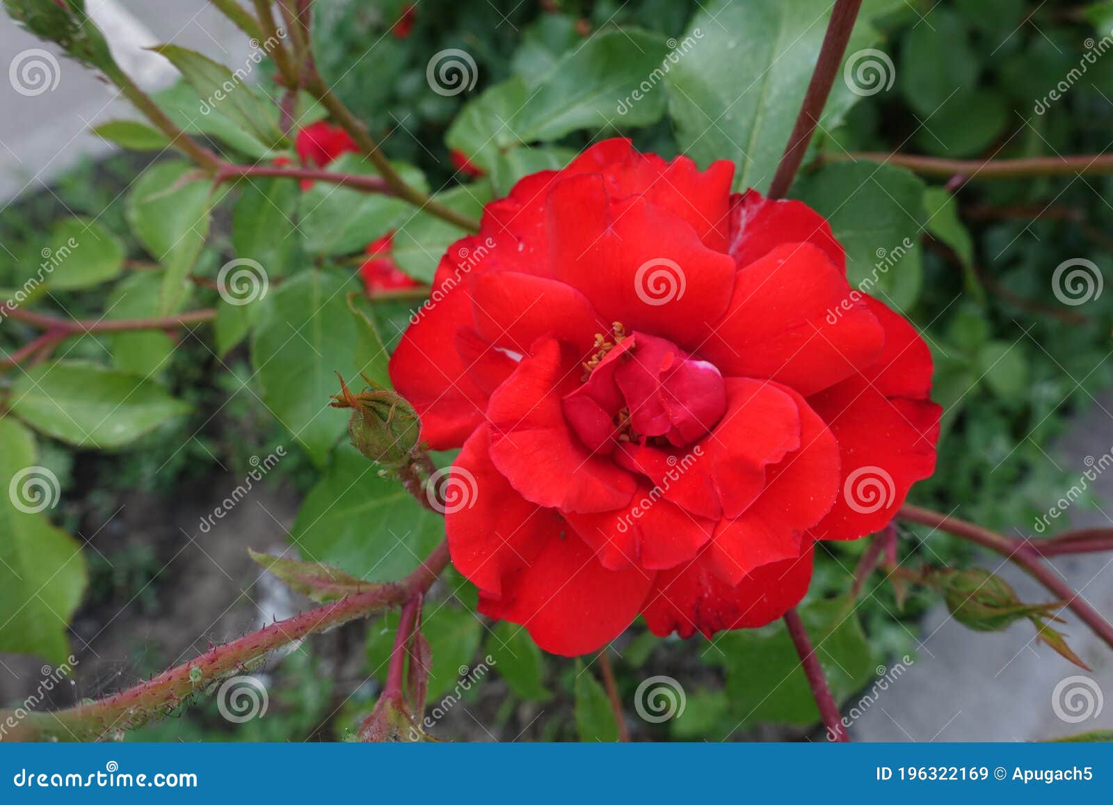 Scarlet Red Flower of Rose in the Garden Stock Image - Image of ...