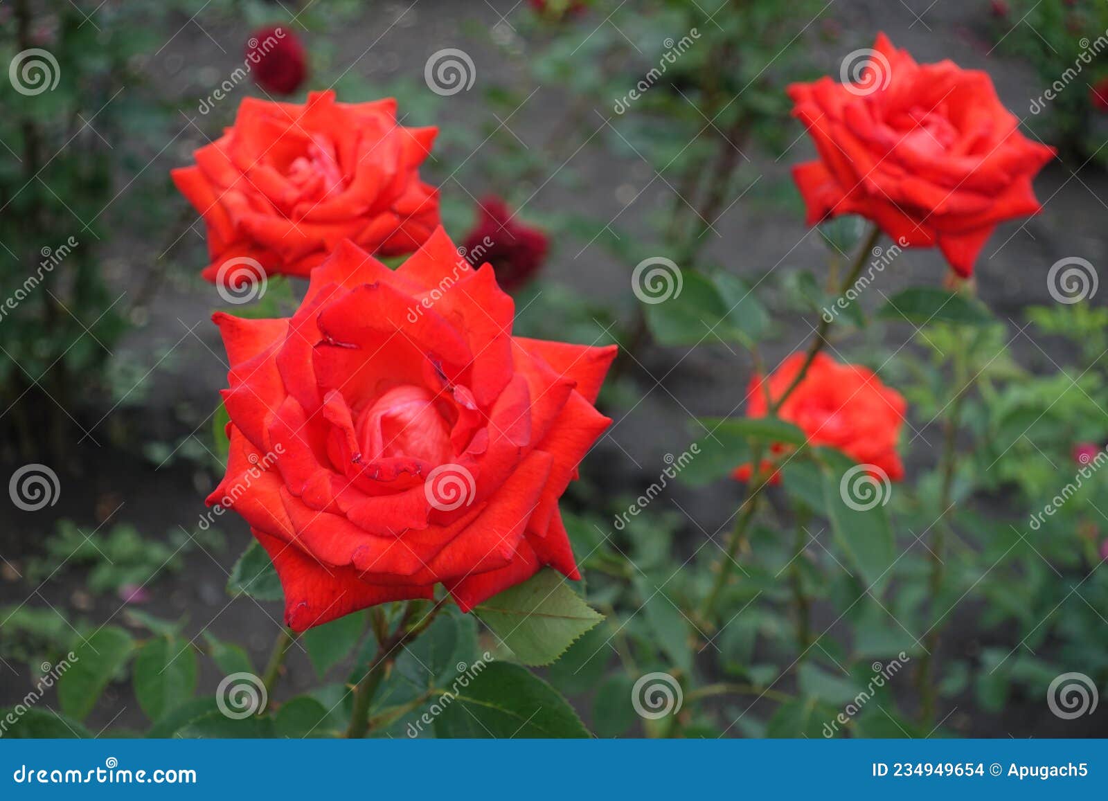 Scarlet Red Flowers of Roses Stock Photo - Image of branch, leaflets ...