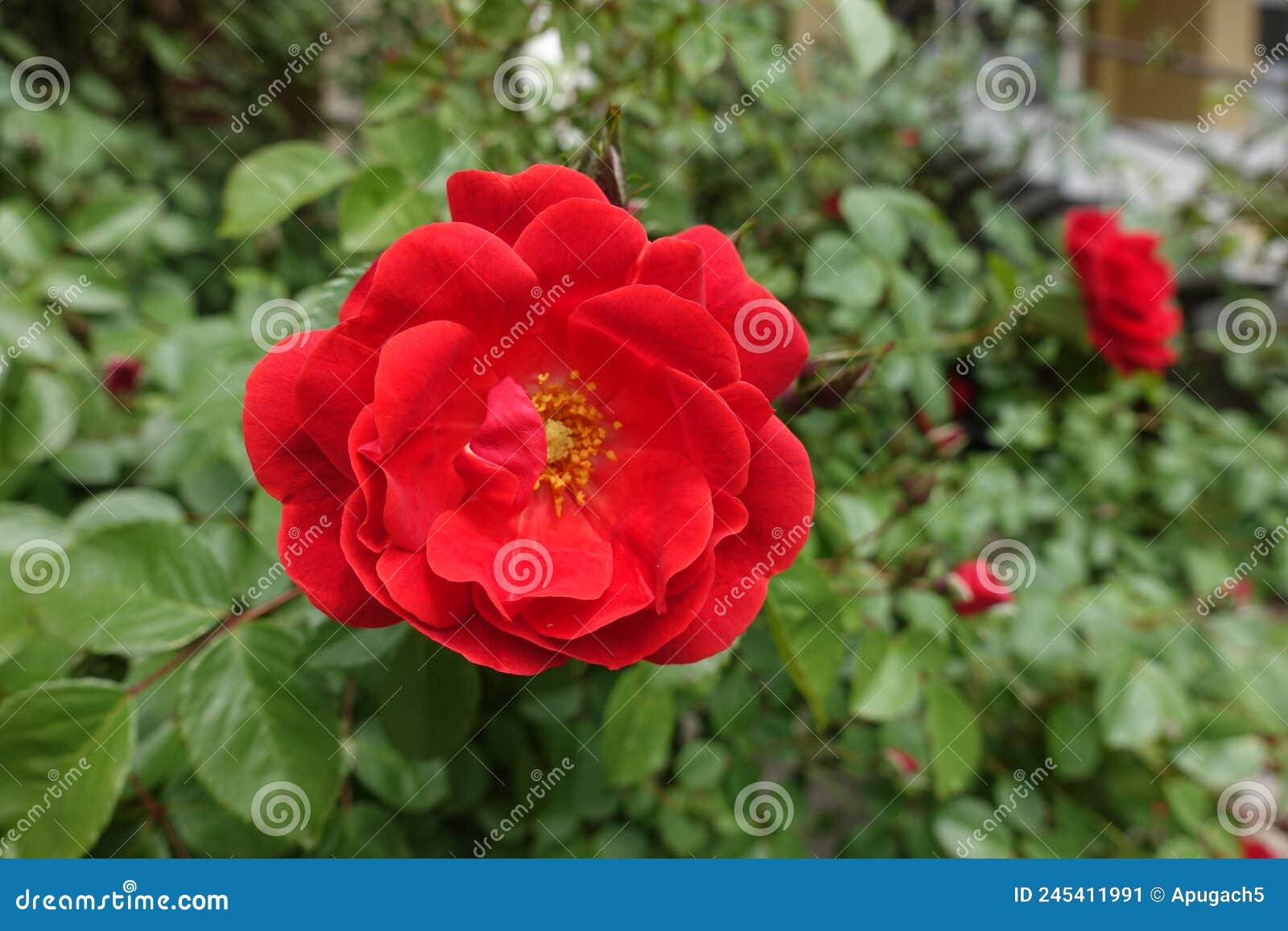 Scarlet Red Flowers of Semi Double Rose Stock Image - Image of park ...