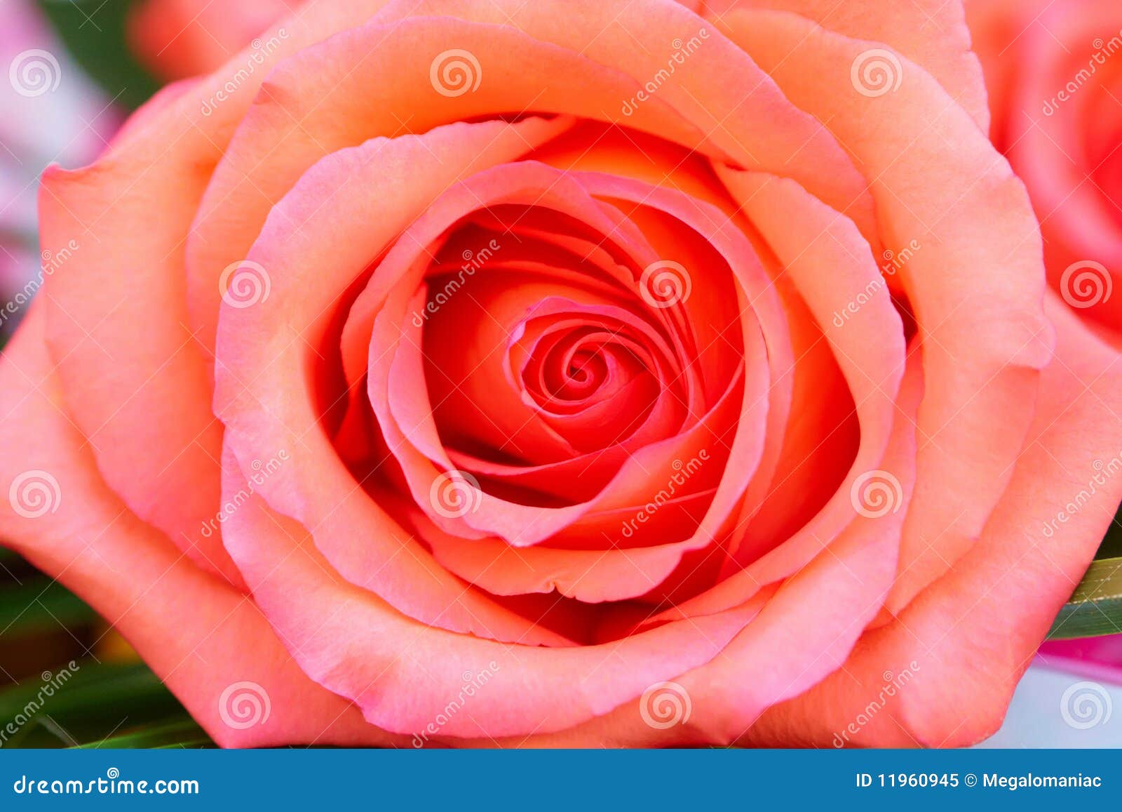 Scarlet rose stock image. Image of colour, saturated - 11960945