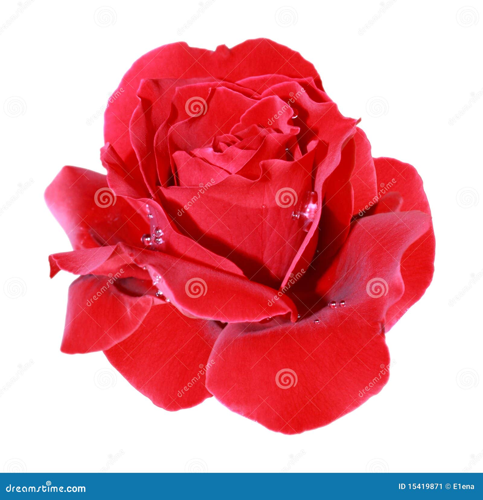 Scarlet rose stock image. Image of closeup, petals, florist - 15419871