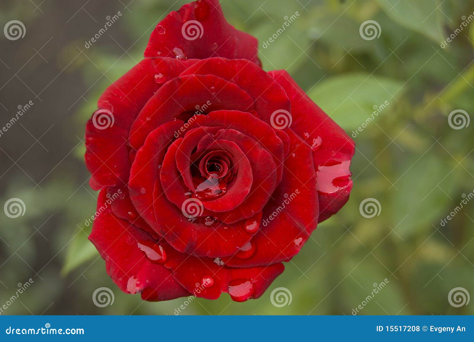 Scarlet rose stock photo. Image of seasons, petal, rose - 15517208
