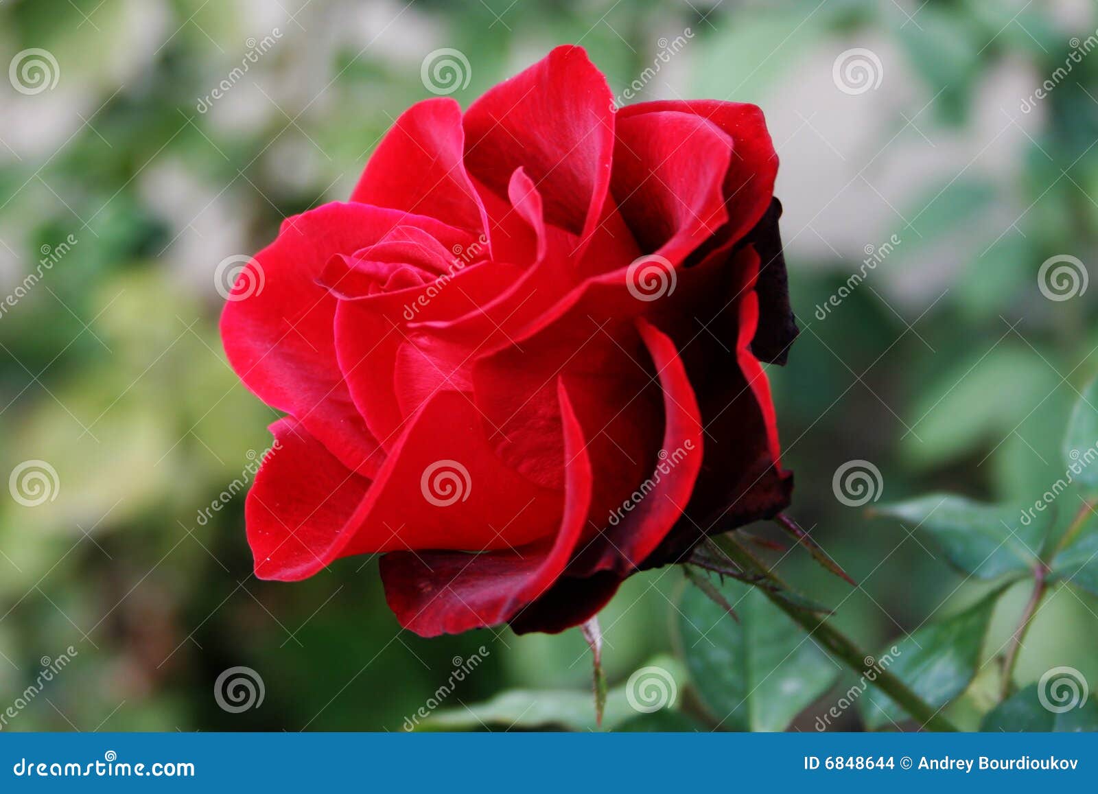 Scarlet rose stock photo. Image of base, landscape, light - 6848644