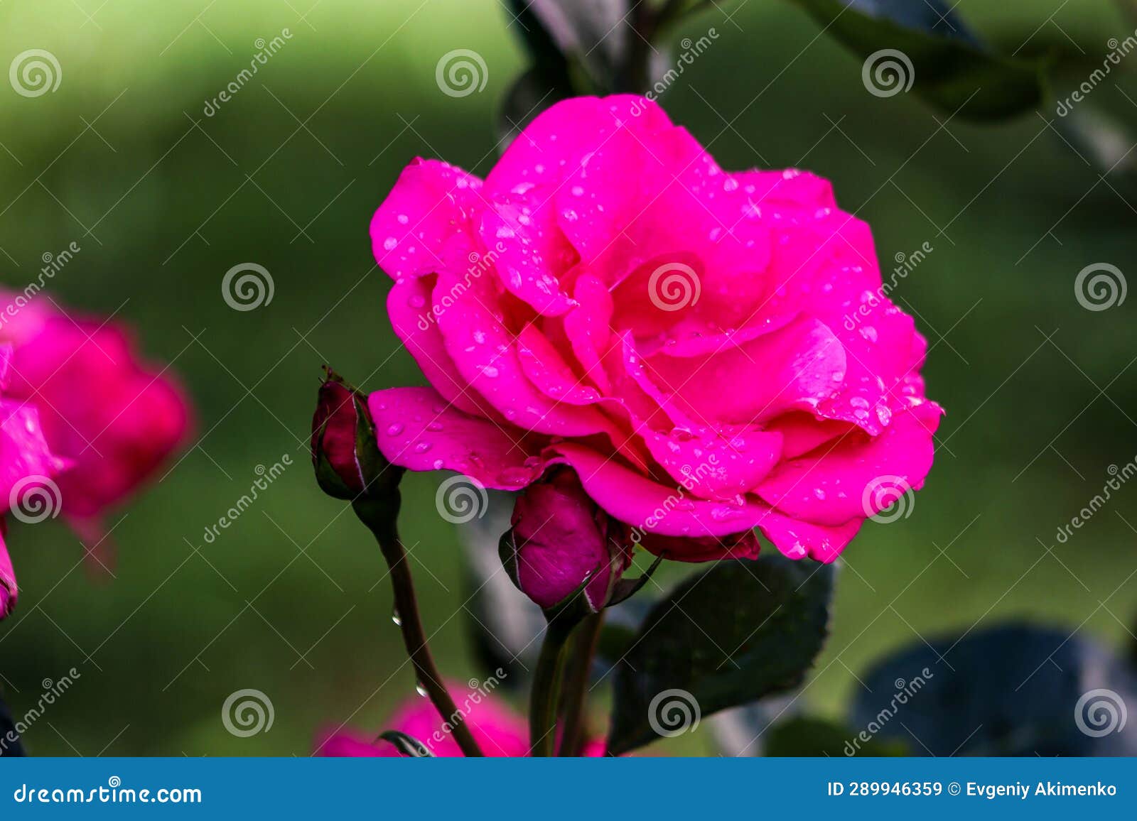 Scarlet Rose Close-up in the Garden Stock Image - Image of nature ...