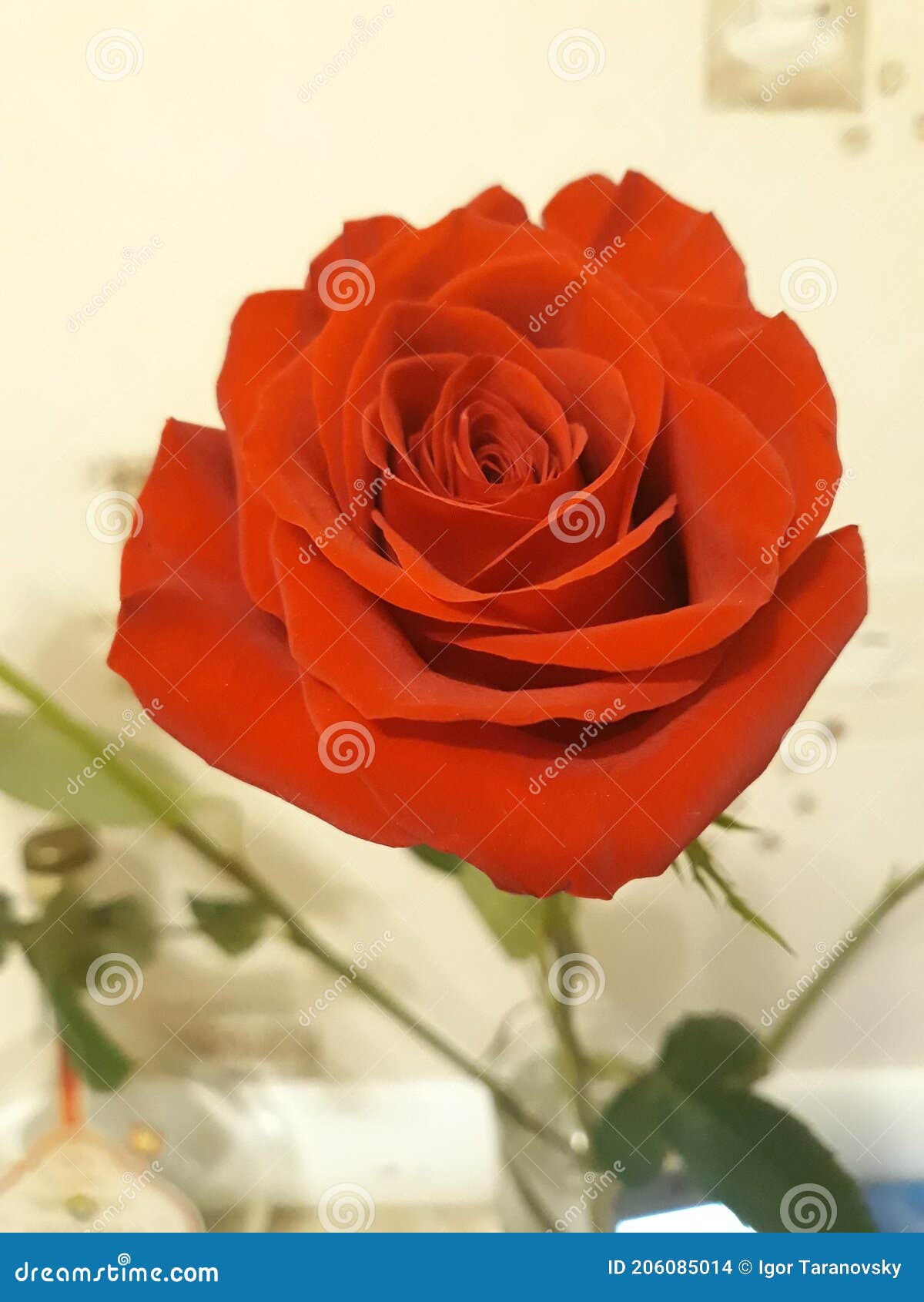 Scarlet rose flower stock photo. Image of flower, scarlet - 206085014