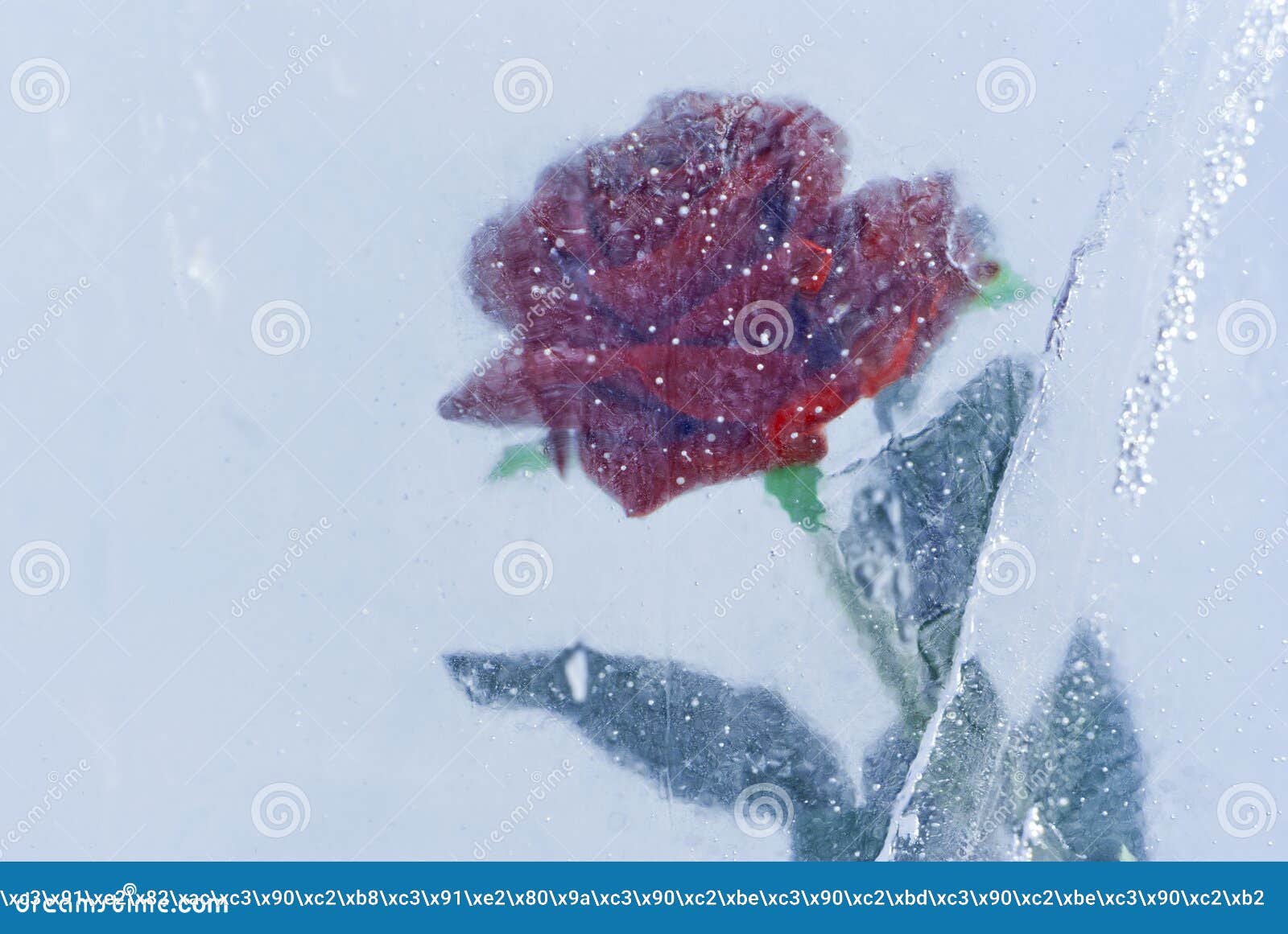 Rose in ice stock photo. Image of hibernate, exposure - 110138662
