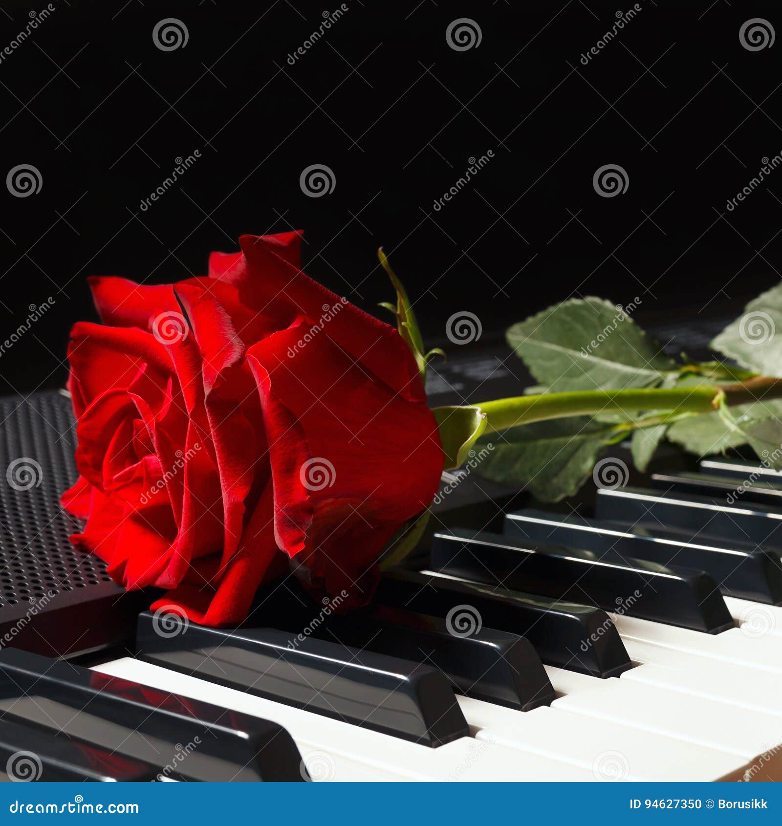 Red Rose On Keyboard Of The Synth On Black Background Royalty-Free ...
