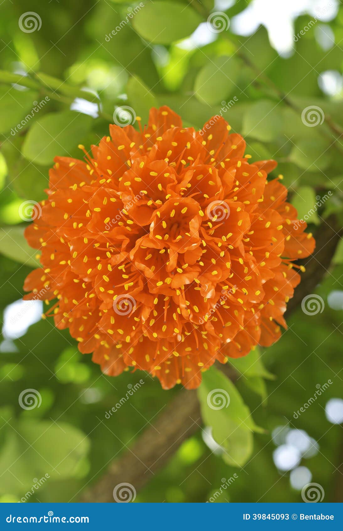 Scarlet Rose of Venezuela stock image. Image of rose - 39845093