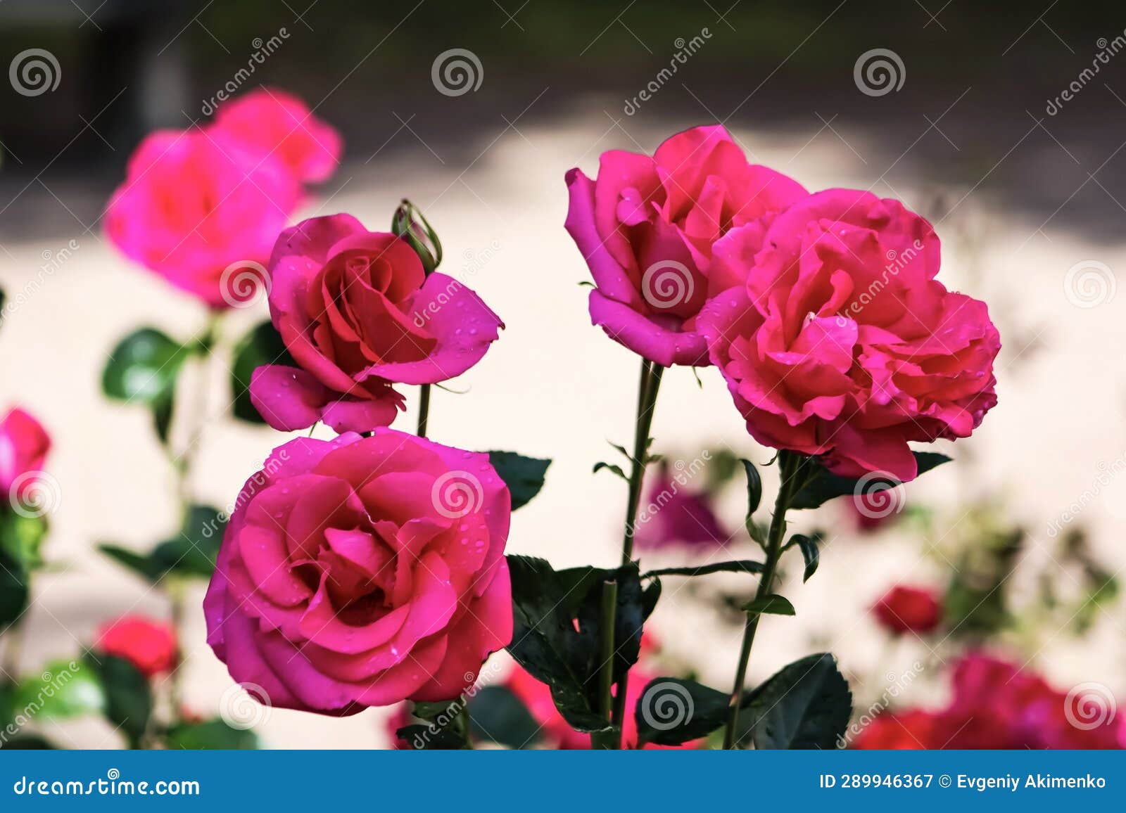 Scarlet Roses Close-up in the Garden Stock Image - Image of scarlet ...