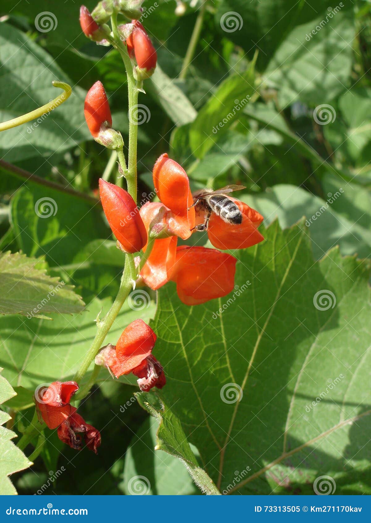 Scarlet Runner Beans Growing In A Garden, Red Blooms And Green Leaves ...