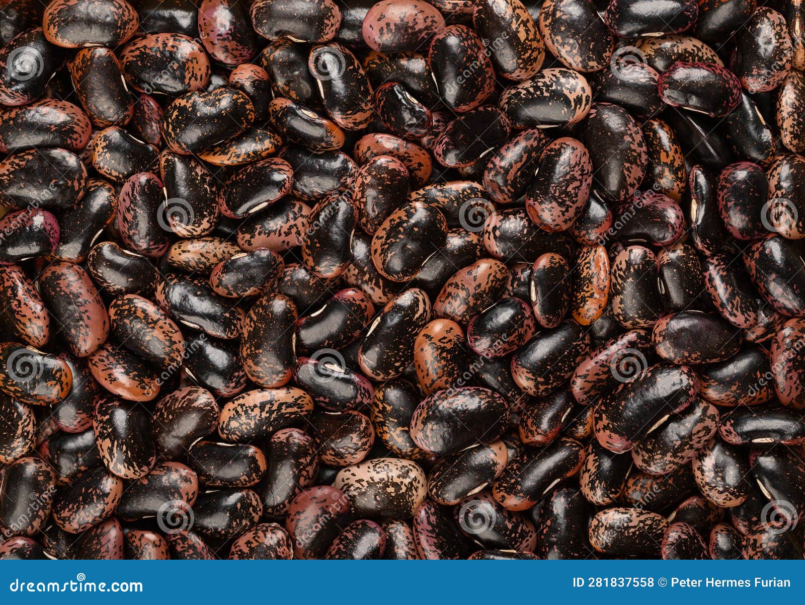 Phaseolus Coccineus, Known As Runner Bean, Scarlet Runner Bean, Or ...