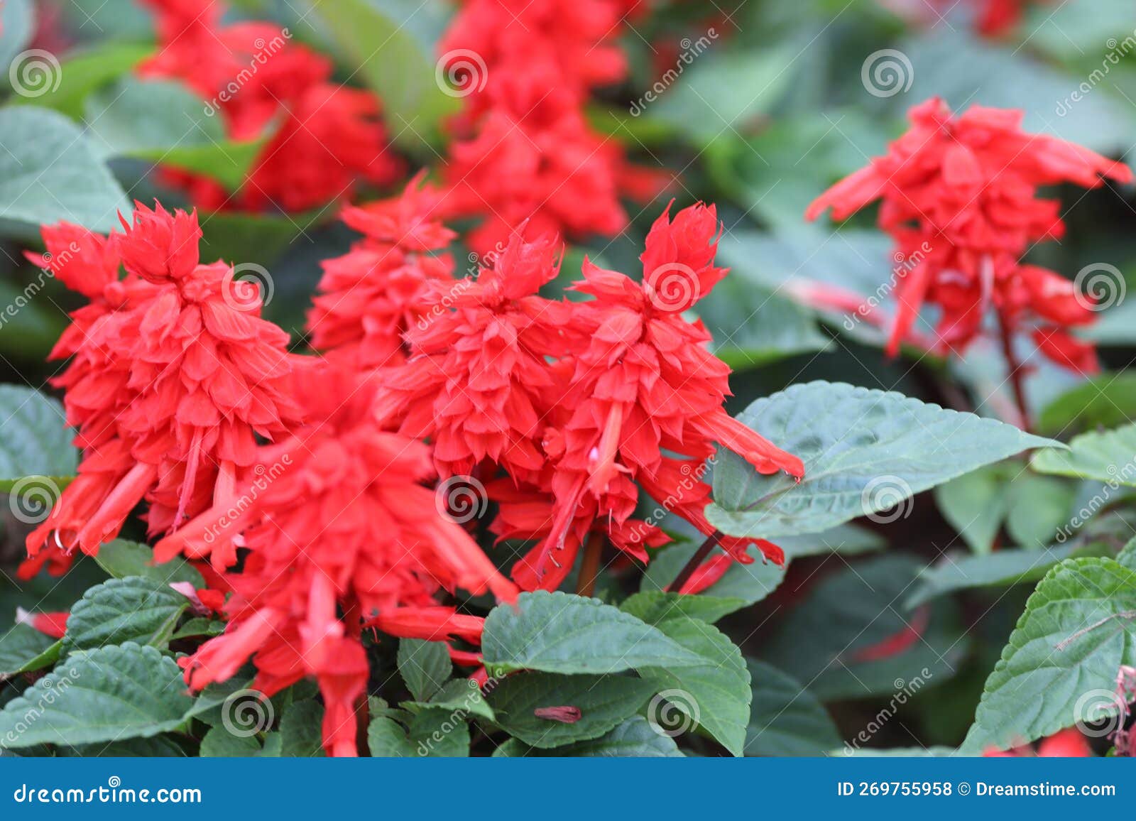 A Scarlet Salvia Bloom on the Flower Bed Stock Photo - Image of ...