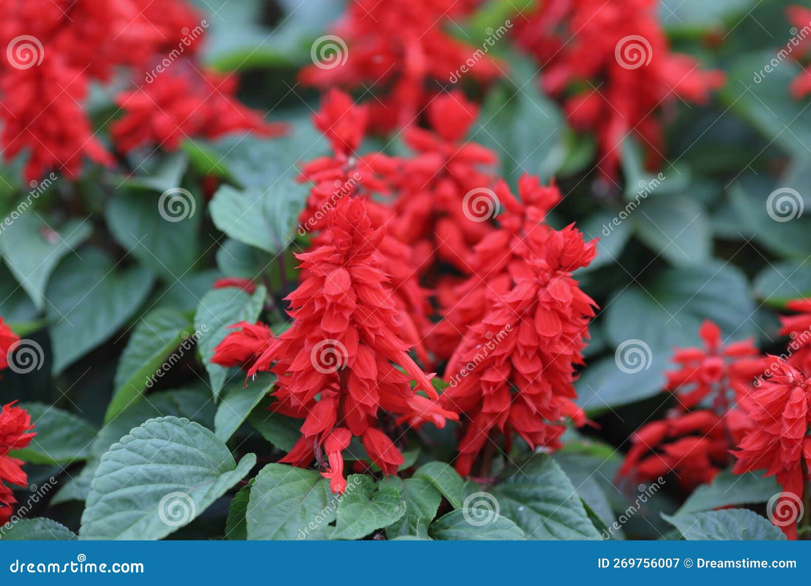 A Scarlet Salvia Bloom on the Flower Bed Stock Image - Image of growth ...