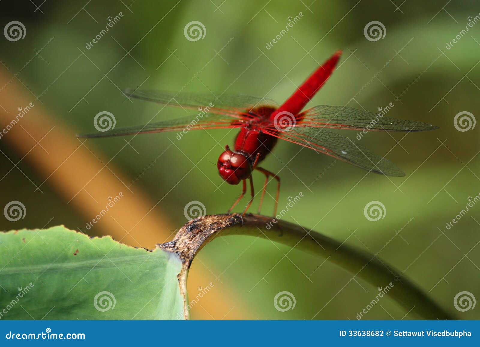 The Scarlet Skimmer stock photo. Image of wild, beauty - 33638682