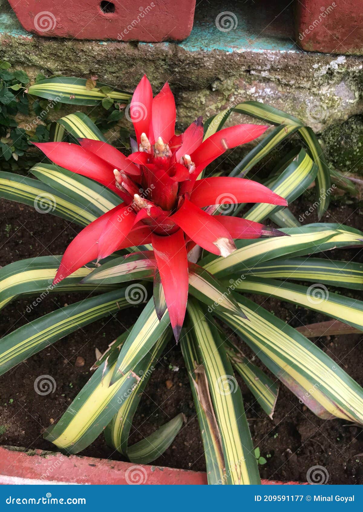 Scarlet Star Flowering Plant Stock Image - Image of florida, flowering ...